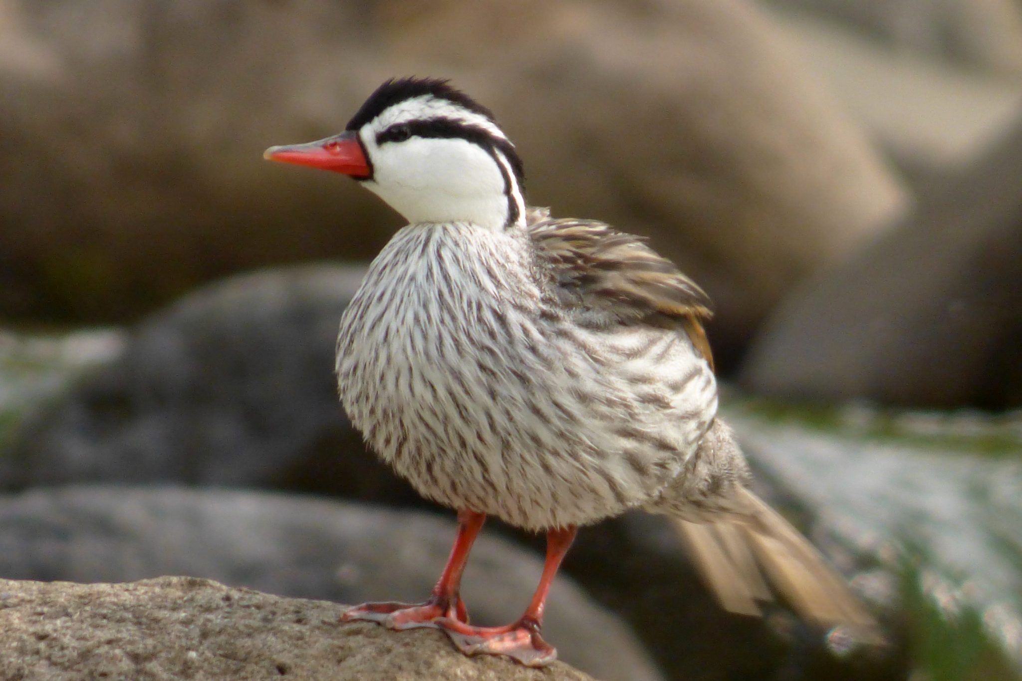 Patos silvestres Chilenos: Información de Tipos, razas y ...