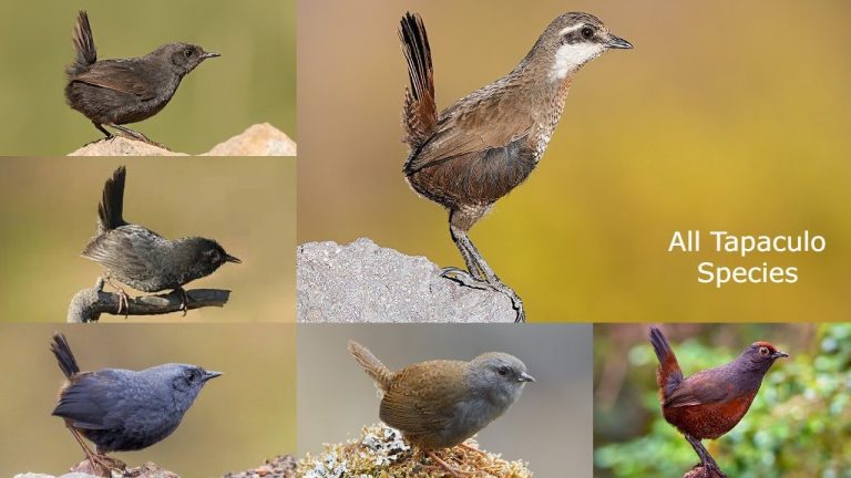 Descubre los secretos del tapaculo: características, hábitat y ...