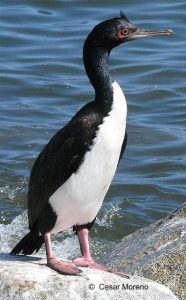 Descubre las maravillas del guanay: hábitat, alimentación y características únicas ...