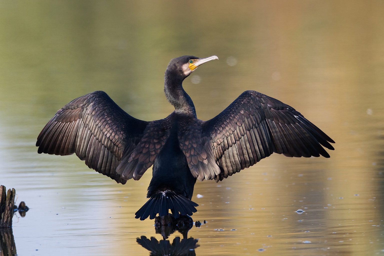 Cormorán: características, hábitat y curiosidades > avesnativaschilenas