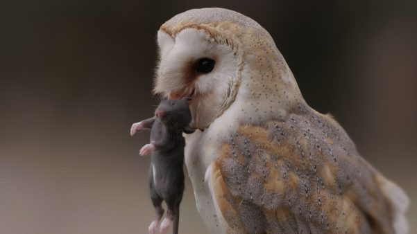 Descubre todo sobre las lechuzas: hábitat, alimentación y curiosidades ...
