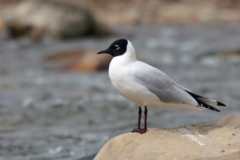 Gaviota Andina en Chile > avesnativaschilenas