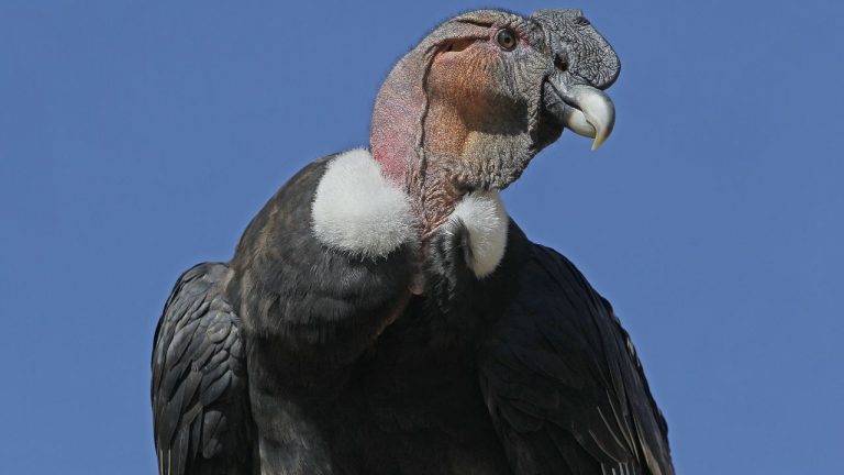 porque el condor es el ave nacional de colombia > avesnativaschilenas