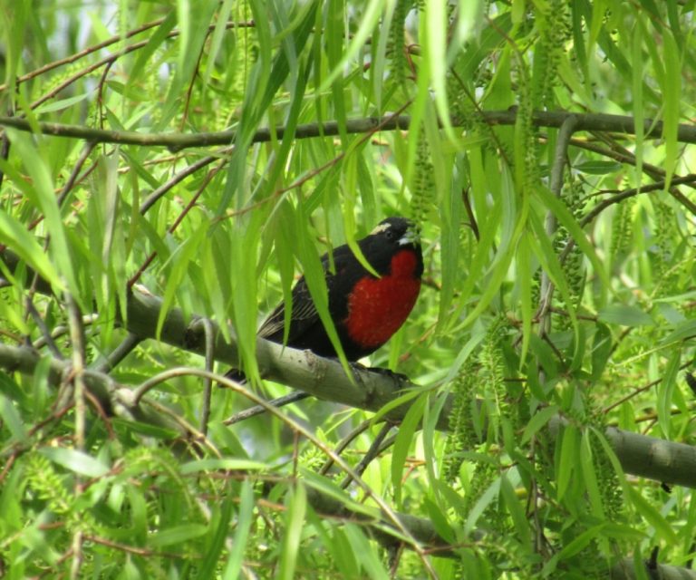 aves de pecho rojo > avesnativaschilenas