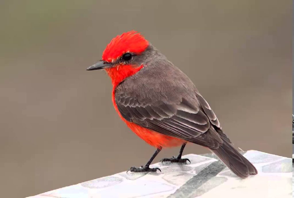 pajaro pecho rojo chile > avesnativaschilenas