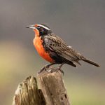 pajaro pecho rojo chile > avesnativaschilenas