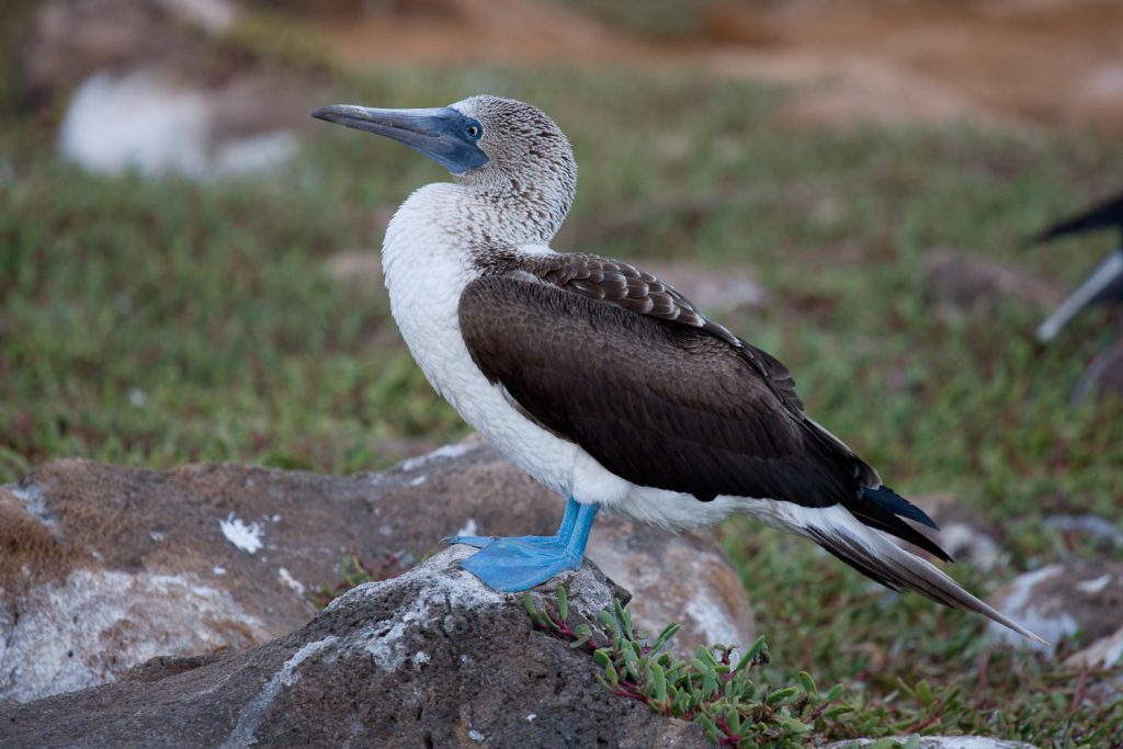 piqueros de patas azules > avesnativaschilenas