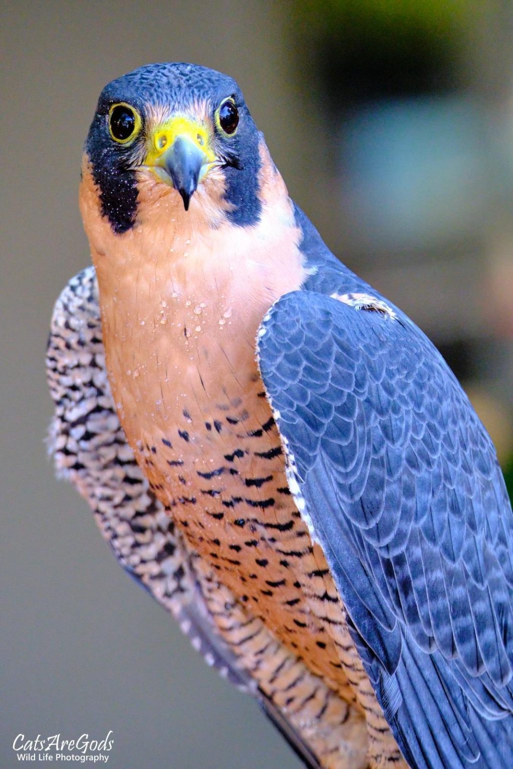 por qué está en peligro de extincion el halcón peregrino ...
