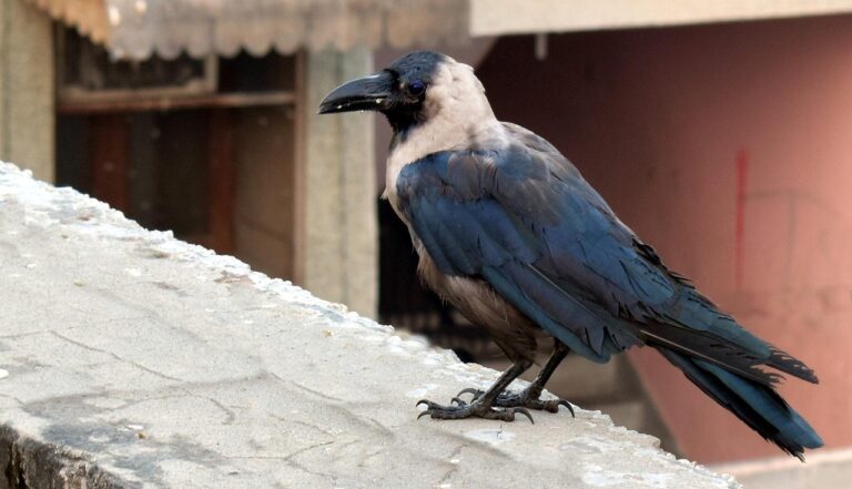El Cuervo en Chile: Una especie de ave Inteligente y Adaptable