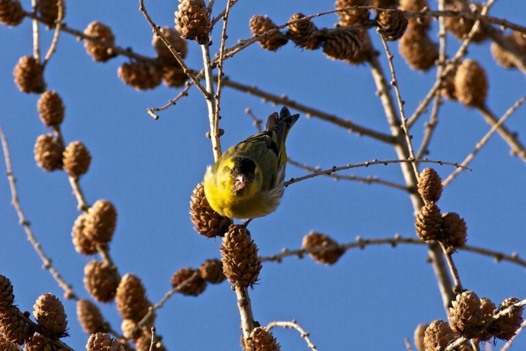 Tordo chileno: habitat, alimentacion, canto y curiosidades ...