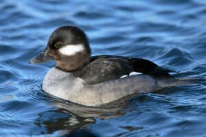 Pato negro (Netta peposaca): características, hábitat y curiosidades ...